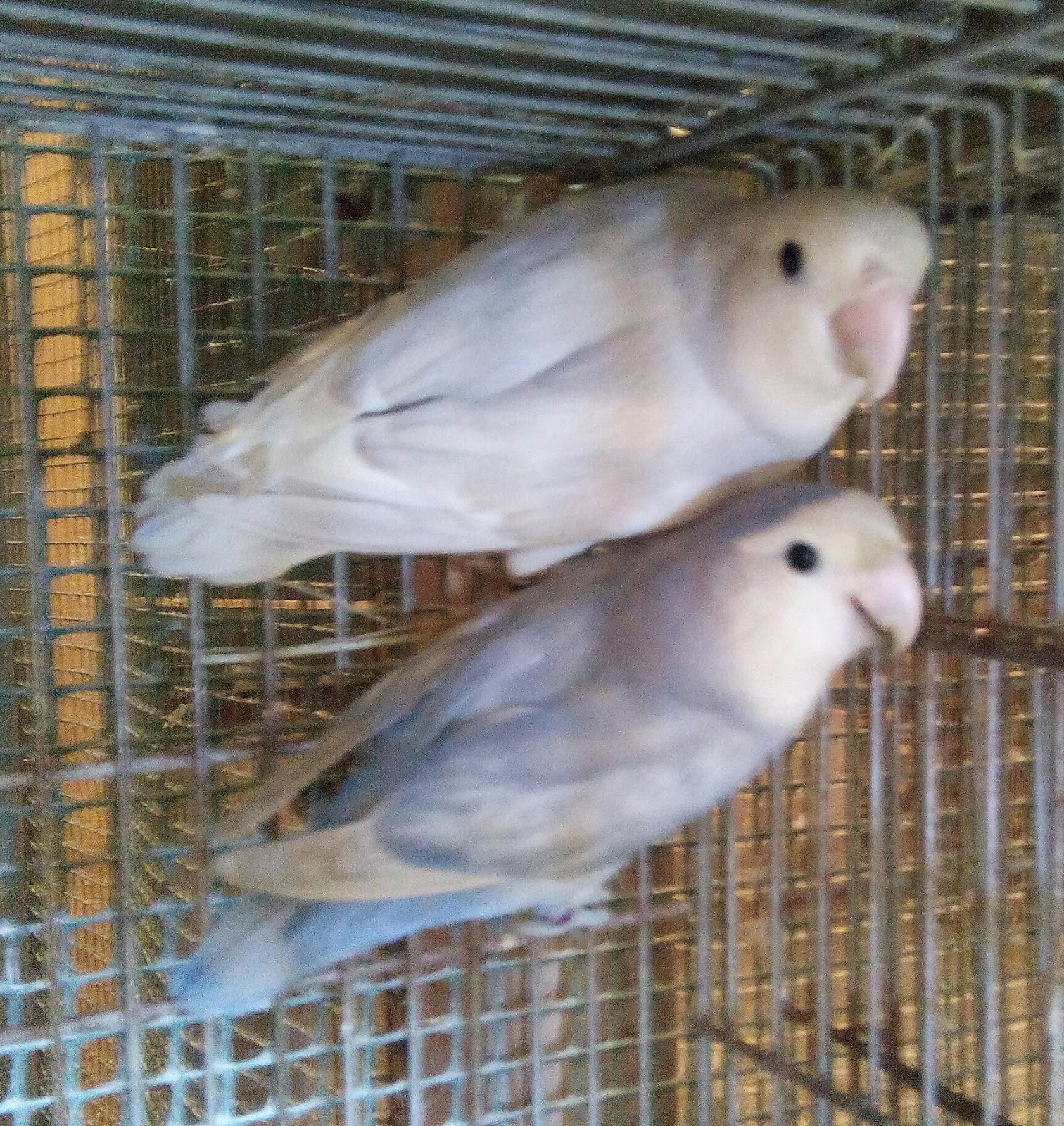 AVIARIO MARI CARMEN : AGAPORNIS PAPILLEROS