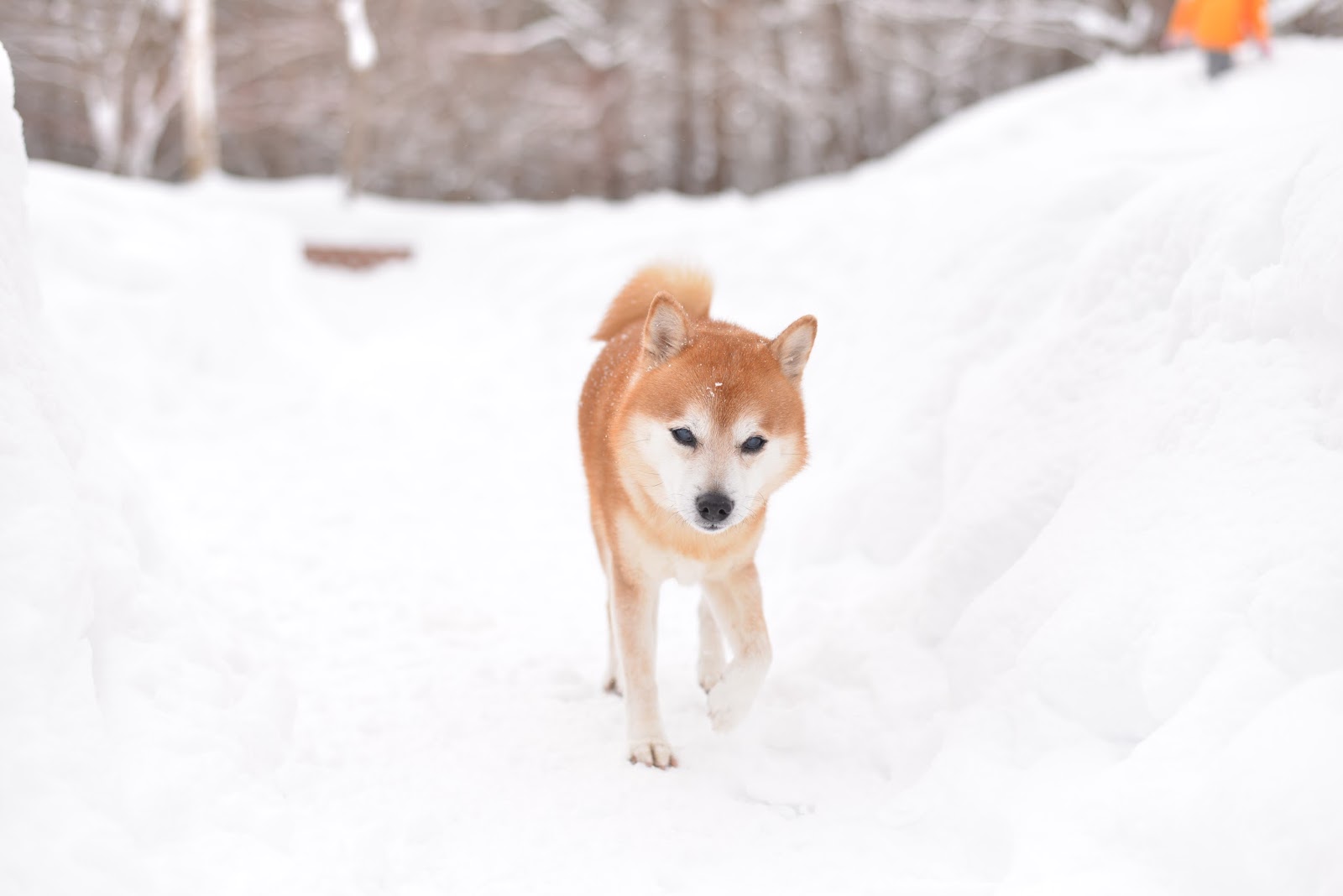 Life with DOMBEE*: 裏磐梯2015 冬