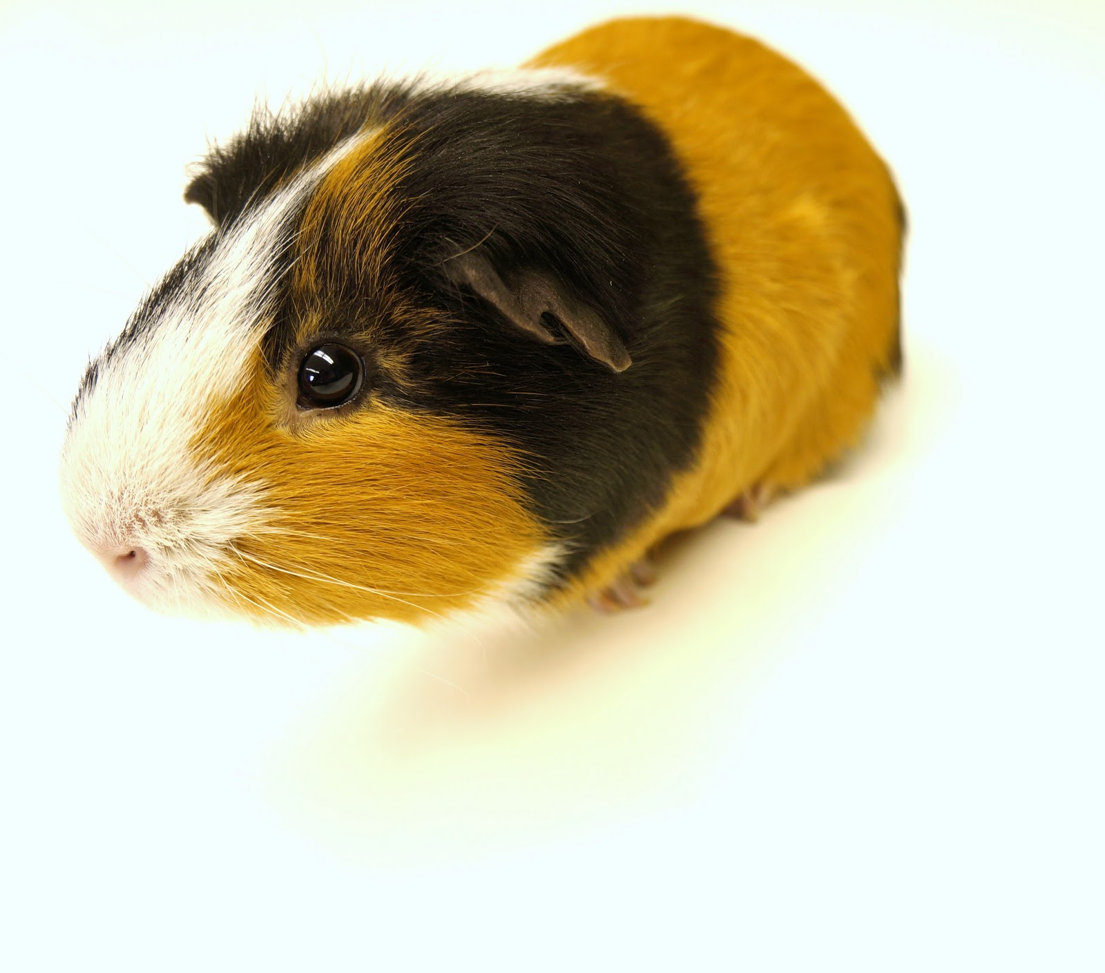 Good Natured: Fur, Feathers & Scales - Guinea Pig