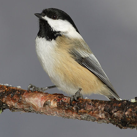 Blue Starr Gallery: Call of the Black Capped Chickadee