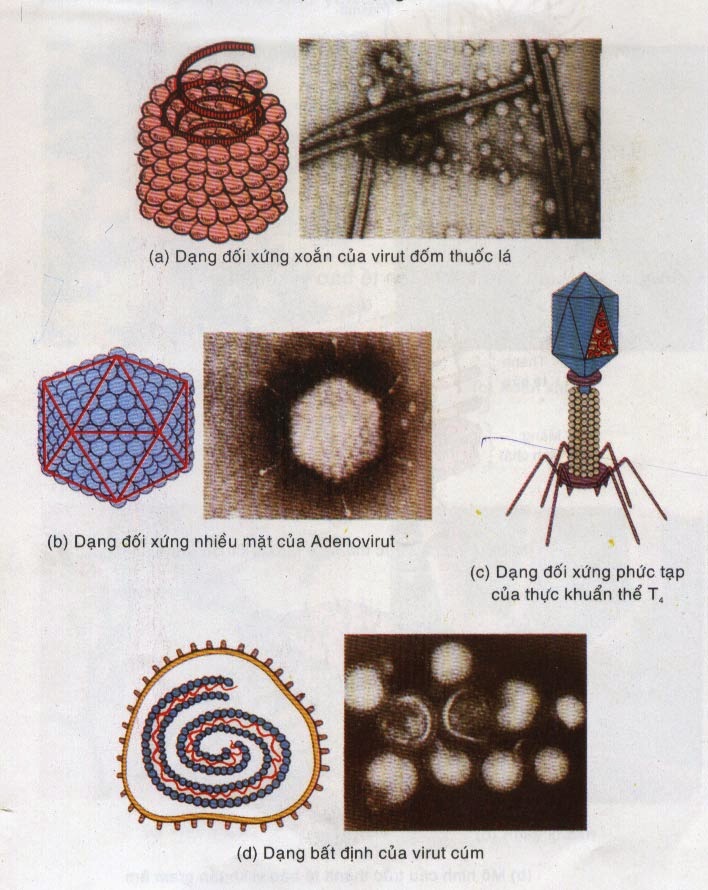 Bài 29+30: Cấu trúc các loại virut, sự nhân lên của virut trong tế bào ...