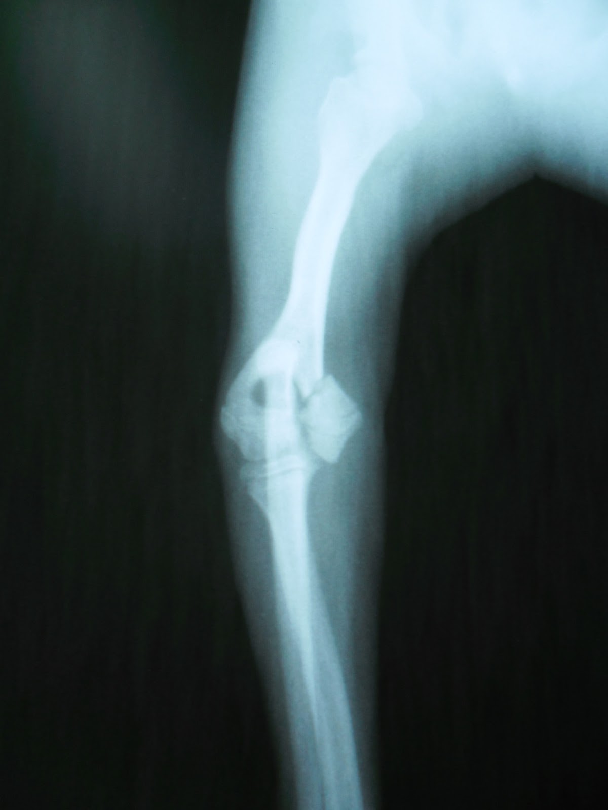 Traumatologia y Cirugia Ortopedica Veterinaria: HUMERAL CONDYLE ...