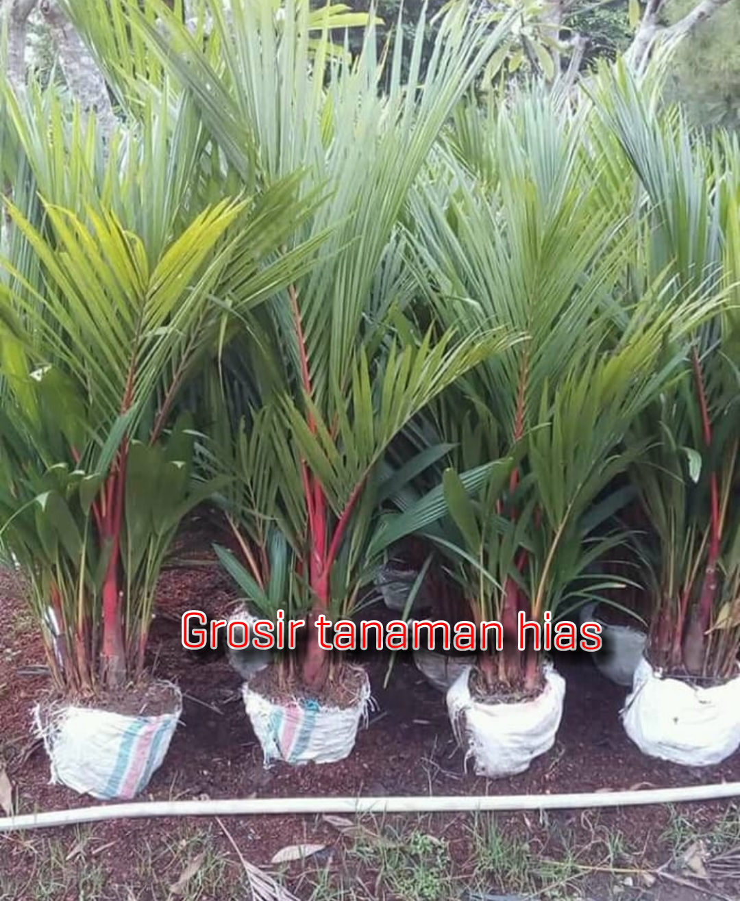 Menjual Pohon palm merah | sadeng | botol | Palm putri | Tukang Taman