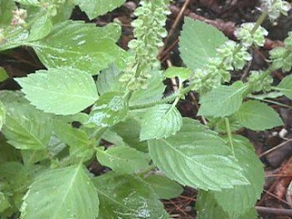 les fruits bios du sud: Les bienfaits du basilic sacré…