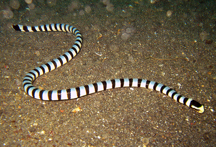Life under the blue water : The colubrine sea krait – a pretty sea killer.