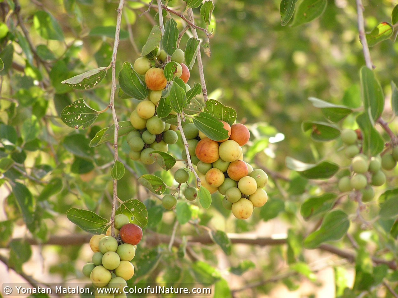 தகவல் களஞ்சியம்: இலந்தை