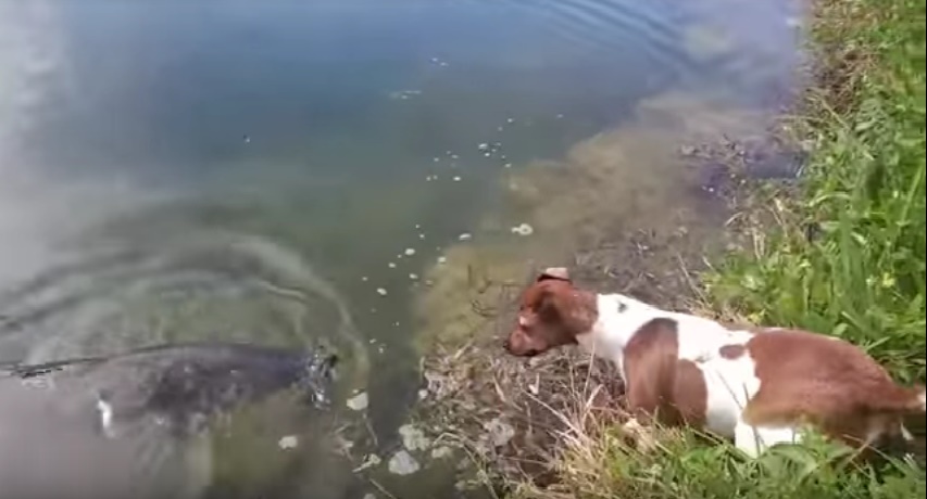 WaW Dog Helps Catch Big Fish! - Top Fishing