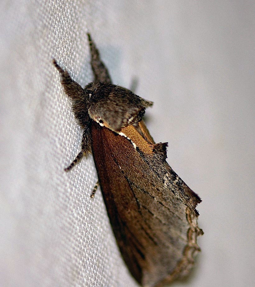 Field Biology in Southeastern Ohio: Prominent Moths of Ohio