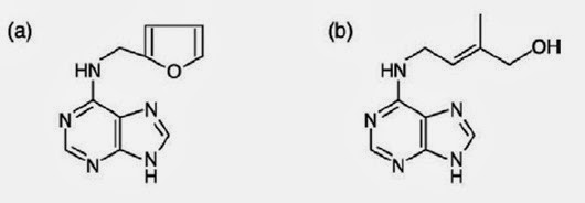 Kultur Jaringan Tanaman