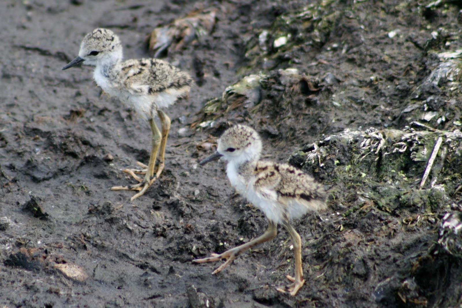 Hipster Birders: Featured Feathered Friend: Baby Edition! - Black ...
