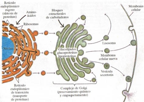 CMI Biología 2º Bachillerato: T-8 Orgánulos con membrana (contenidos)