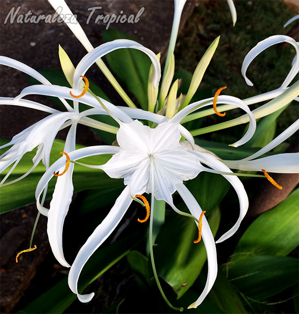 10 plantas bulbosas ideales para el jardín | Plantas