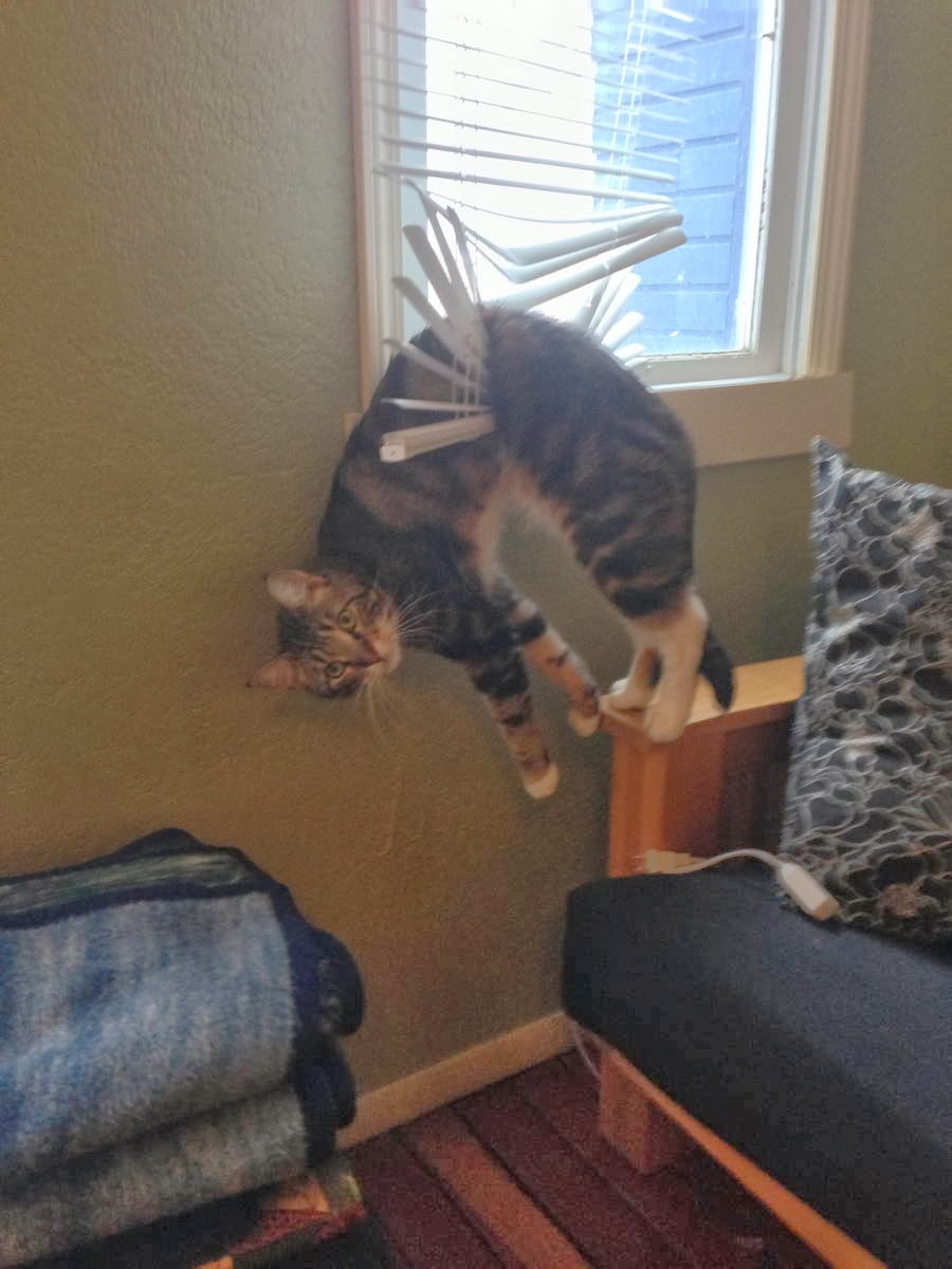 Funny cats - part 90 (40 pics + 10 gifs) | Amazing Creatures