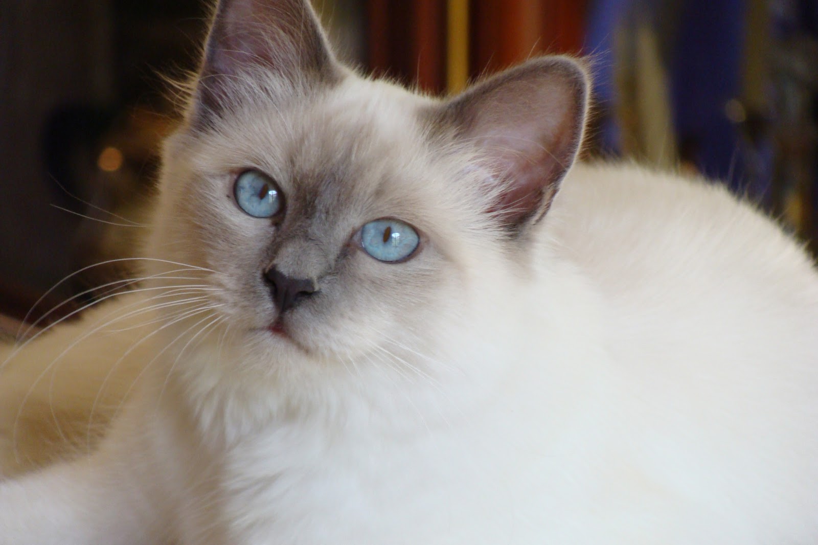 Les Bleus du Lude, véritables chats Sacré de Birmanie Blue Point ...