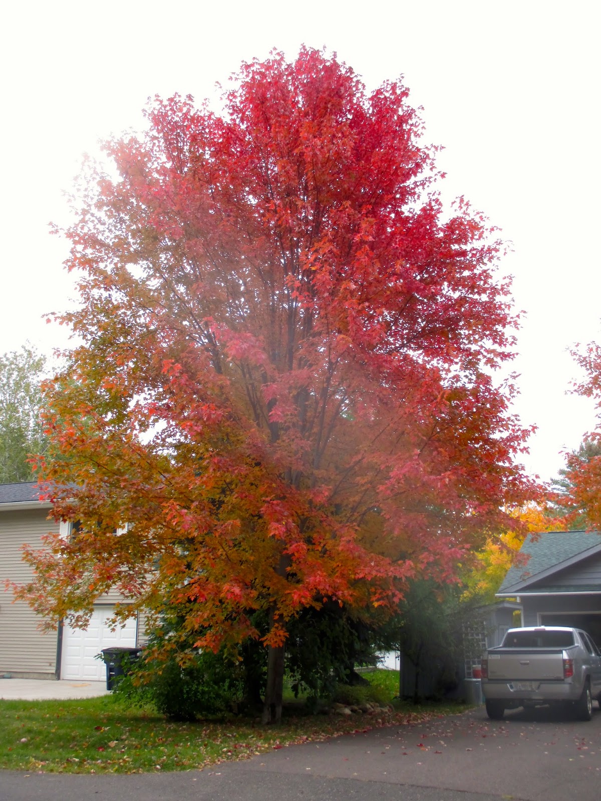 Art's Bayfield Almanac: AUTUMN BLAZE HYBRID MAPLE