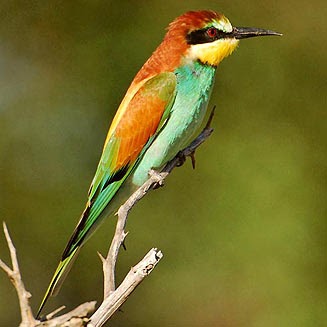 Compañeros de viaje: Abejaruco europeo (Merops apiaster)