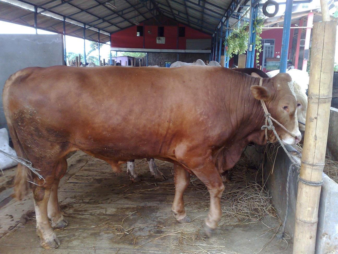 GAMBAR SAPI LIMOUSINE / SAPI LIMOSIN 4 | GAMBAR SAPI