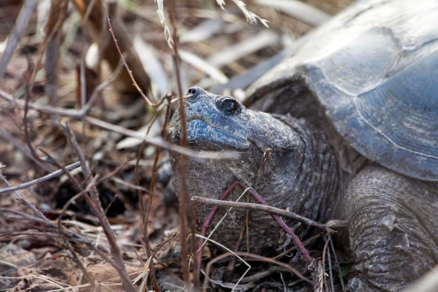 Working with wildlife - Ann Brokelman Photography: Snapping Turtle ...