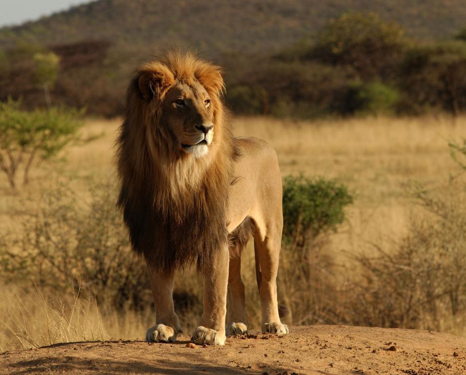 10 Types Of Big Cats | Top 10s