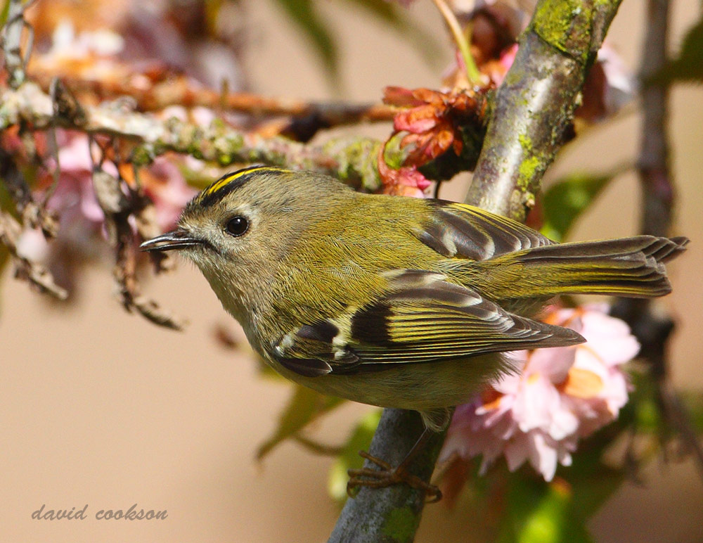 Out and About with David Cookson