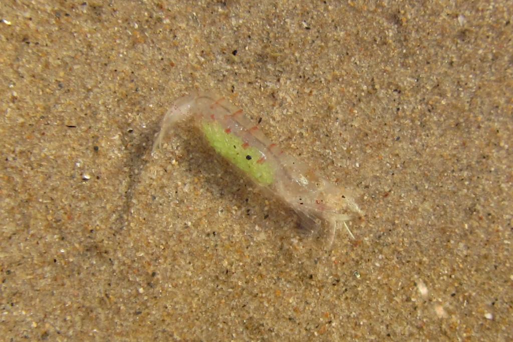 Queensland Coast: Fauna in the Swash Zone of a Tropical Beach
