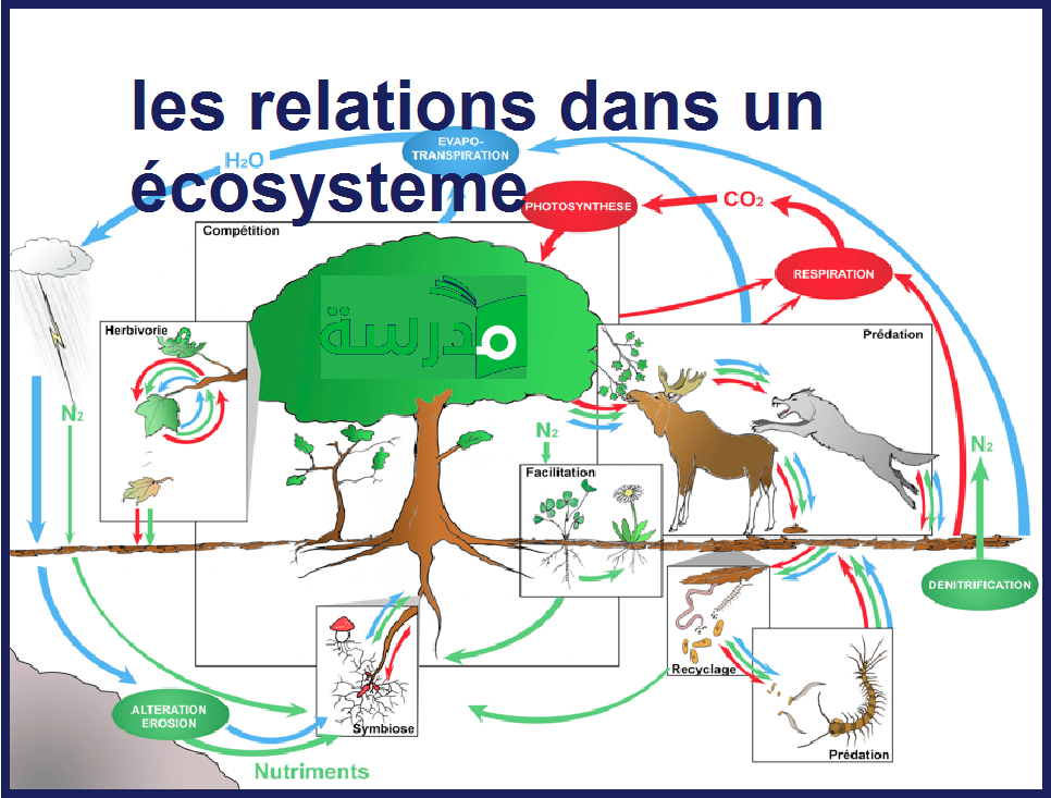 تربية رقمية: "les relations dans un écosystème"
