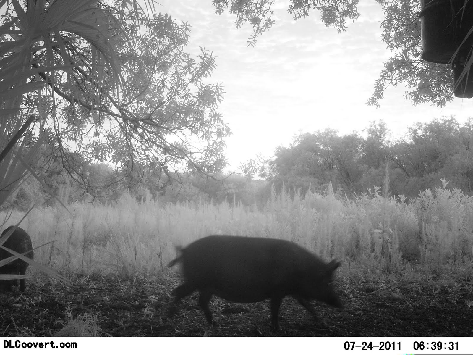 The Wild Life: Field and Kitchen Care for Wild Hogs