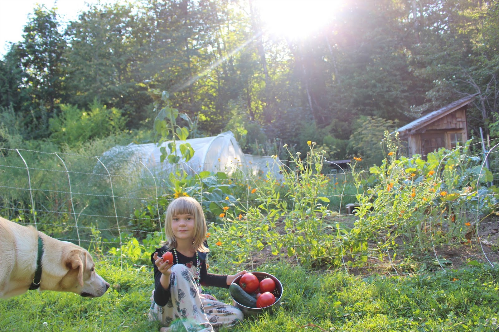 Marblemount Homestead: Harvest!