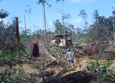 PALM OIL ATAU KELAPA SAWIT: PEMBUKAAN LAHAN BARU KELAPA SAWIT