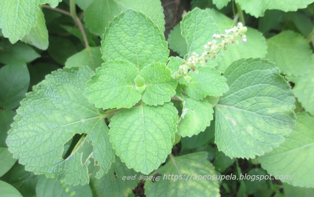 ඉරිවේරිය [Iriweriya] (Plectranthus hadiensis) ~ අපේ ඔසුපැළ Medicinal ...