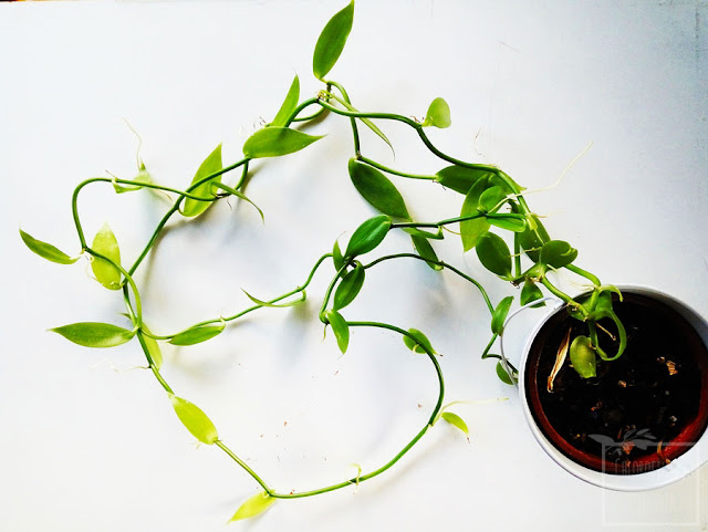 Wanilia - aktualizacja po 3 latach