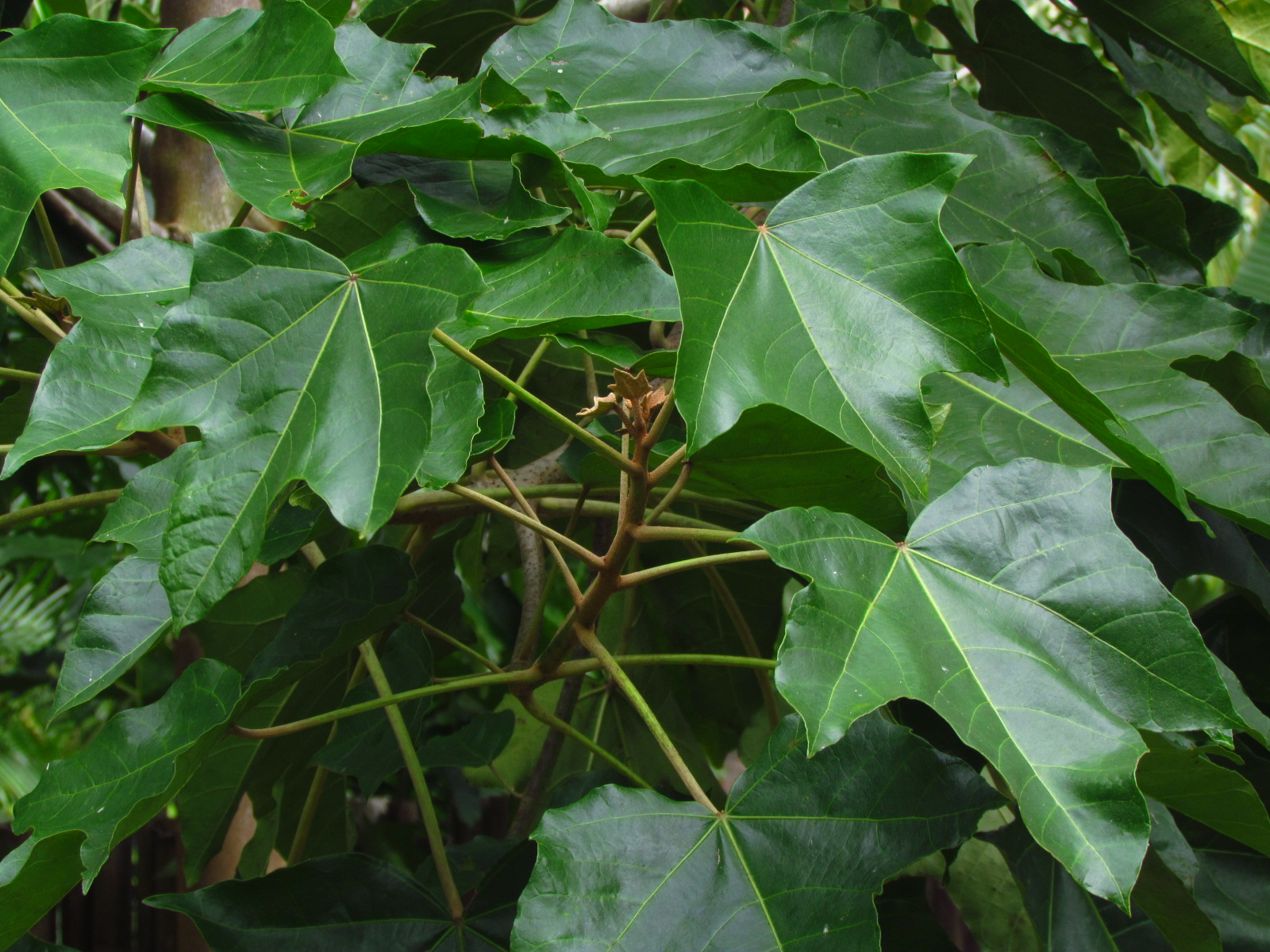 1784: Philippine Tree of the Month: Baguilumbang