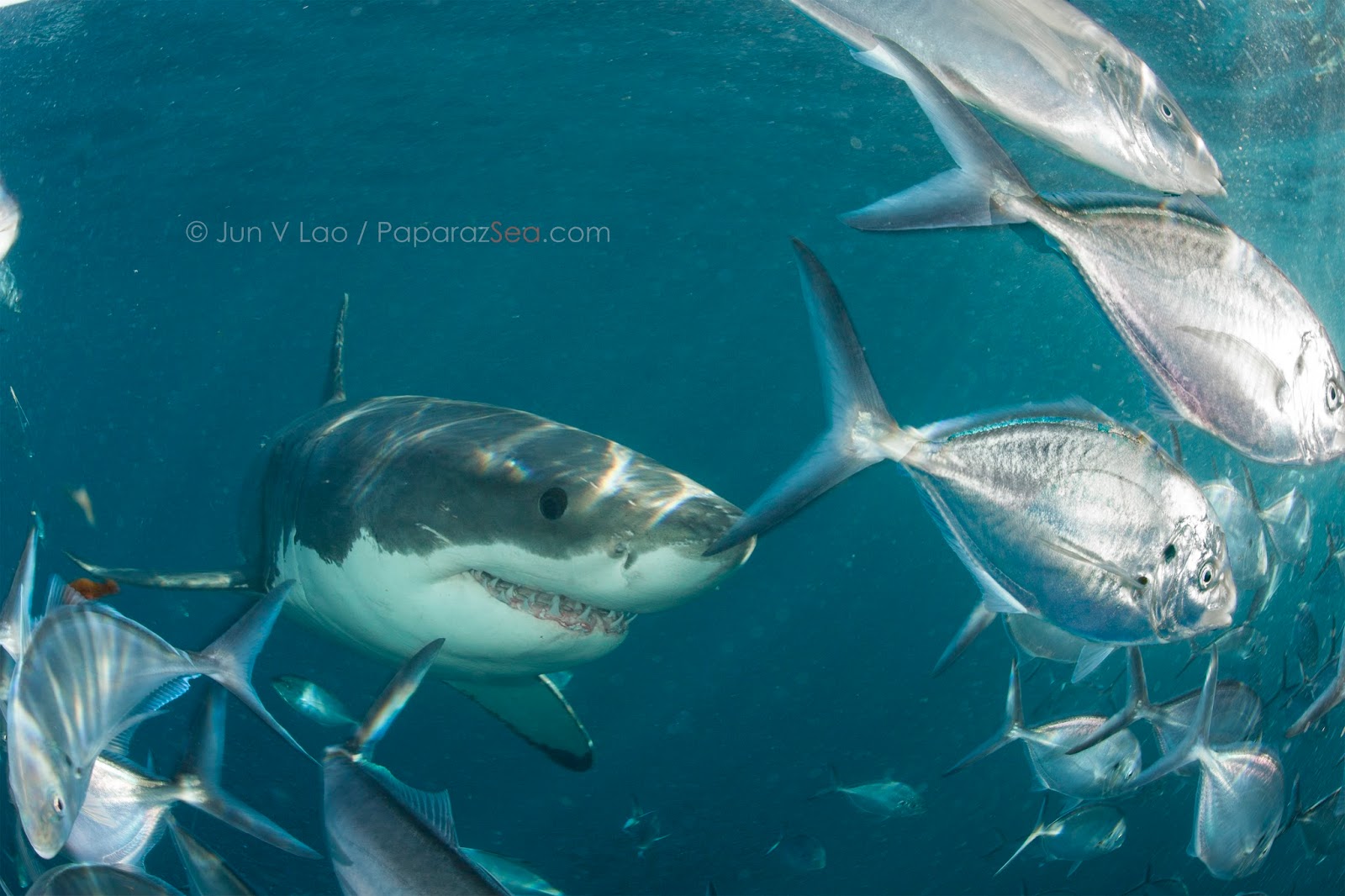 Diving with Great White Sharks - PaparazSea
