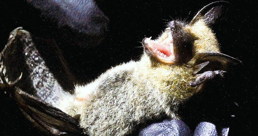 Federal bat protections become final