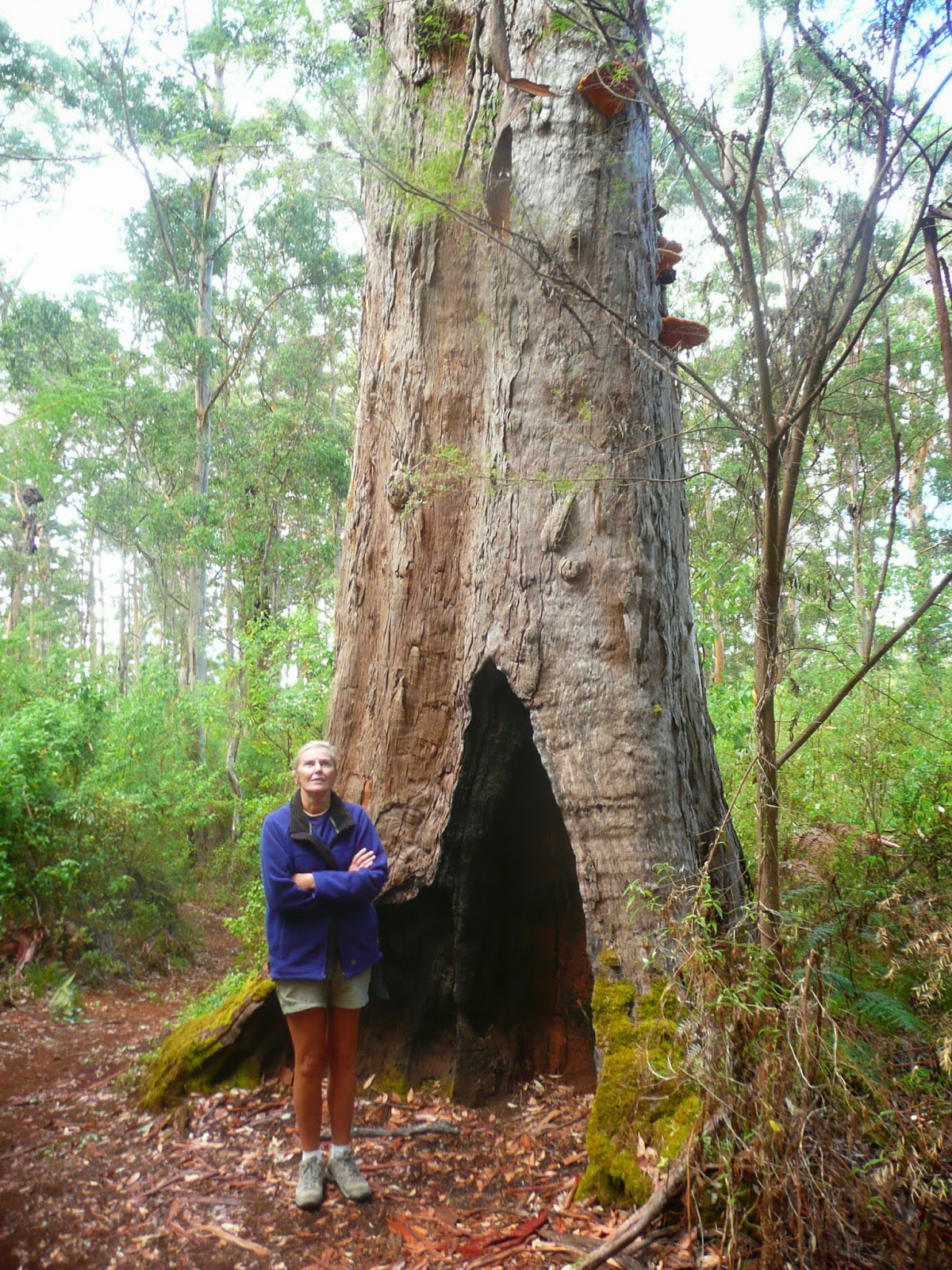 MobileMarshies: MANJIMUP 3 - PEMBERTON, POINT D'ENTRECASTEAUX AND MORE ...