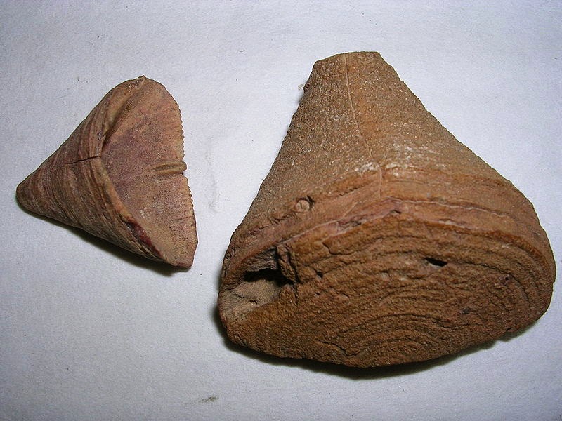 Variety of Life: Rugosa