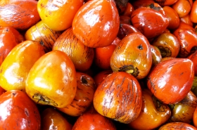 CHONTARICURAS LTDA: HISTORIA DEL CHONTADURO