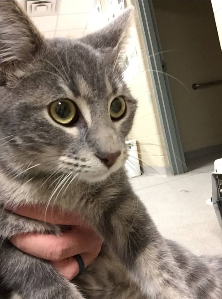 Inside Joplin: Two Neosho cats may need a home