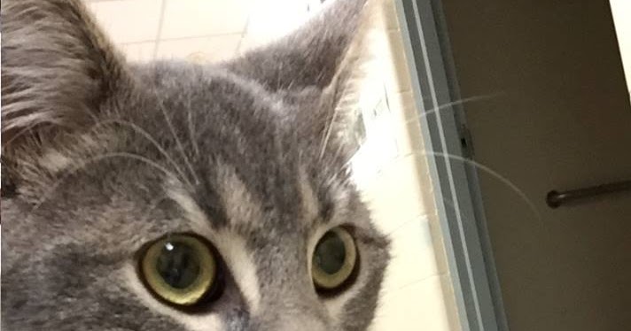 Inside Joplin: Two Neosho cats may need a home