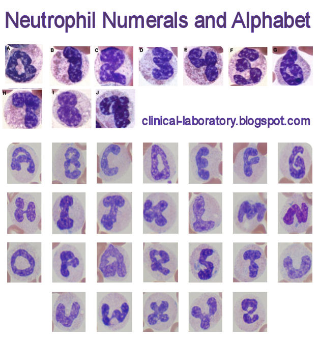 Medical Laboratory and Biomedical Science: Neutrophil Numerals and Alphabet