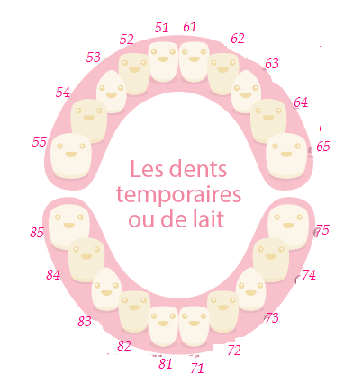 Anatomie /Morphologie Dentaire - dentica club