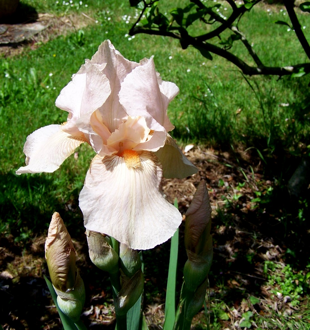BIENVENUE DANS MON JARDIN A FILLÉ-SUR-SARTHE: IRIS = NI VU, NI CONNU ...