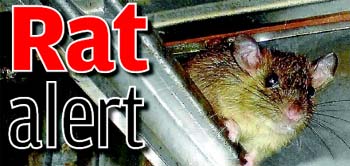 Dr Mat: Rats pose serious problem: Better test kits need to be ...