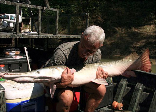 Funny Picture: 10 Most Diabolical & Scariest Fish On Earth at River ...