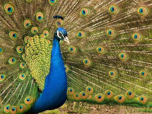 brunynhoO: top 4 dos animais mais lindo do mundo (minha opinião)