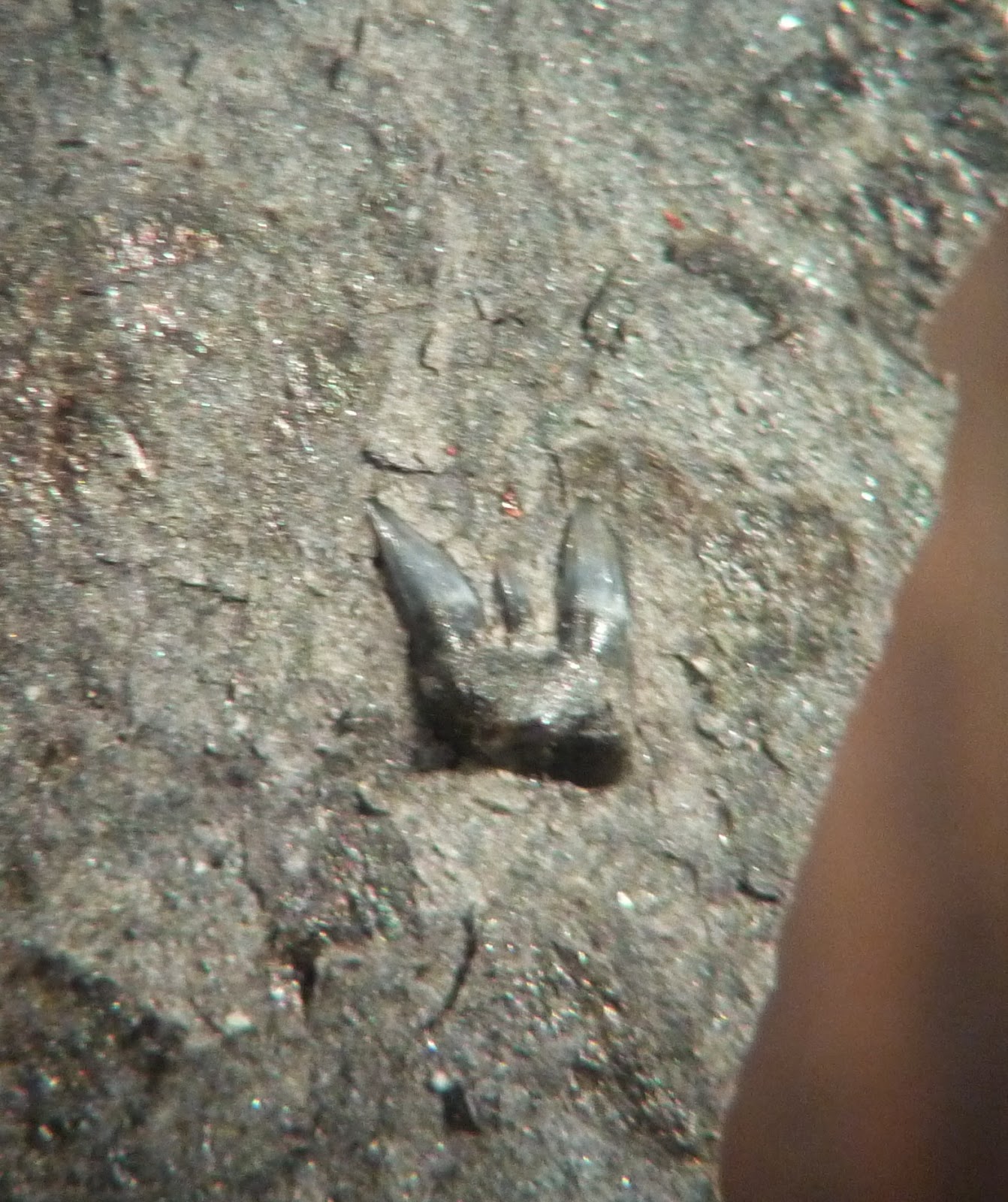 Petit carnet paléo: Petit poisson et gros caca...