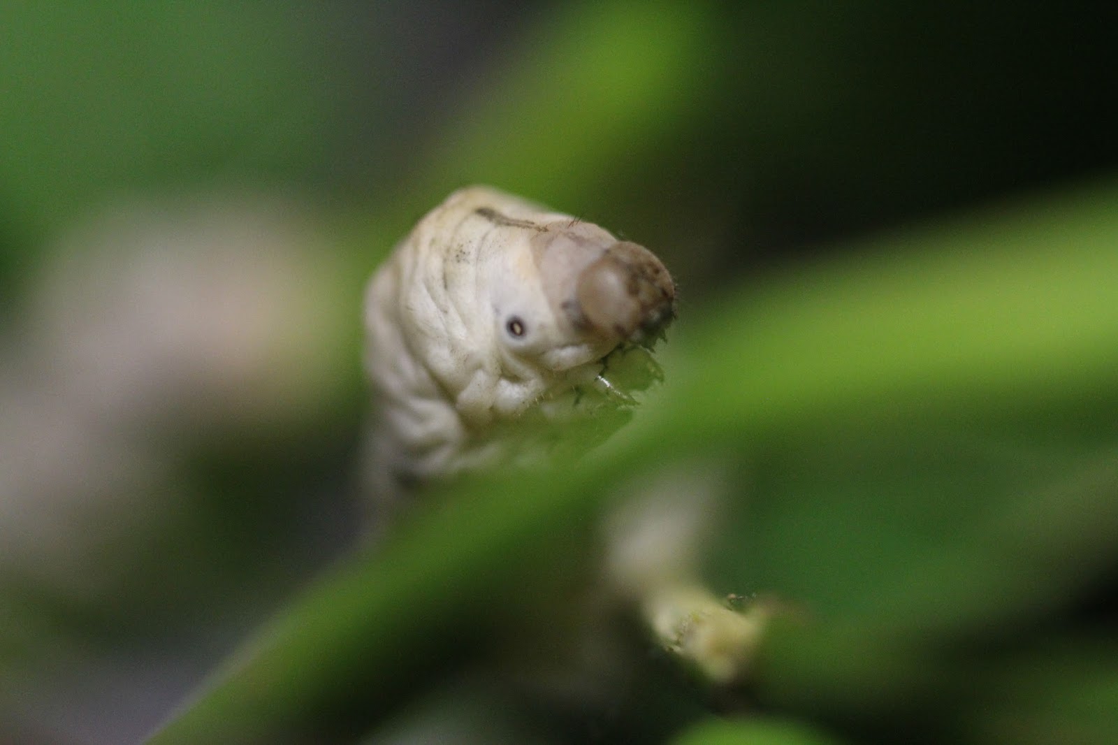 Amazing Silkworms: Silkworm Photoshoot