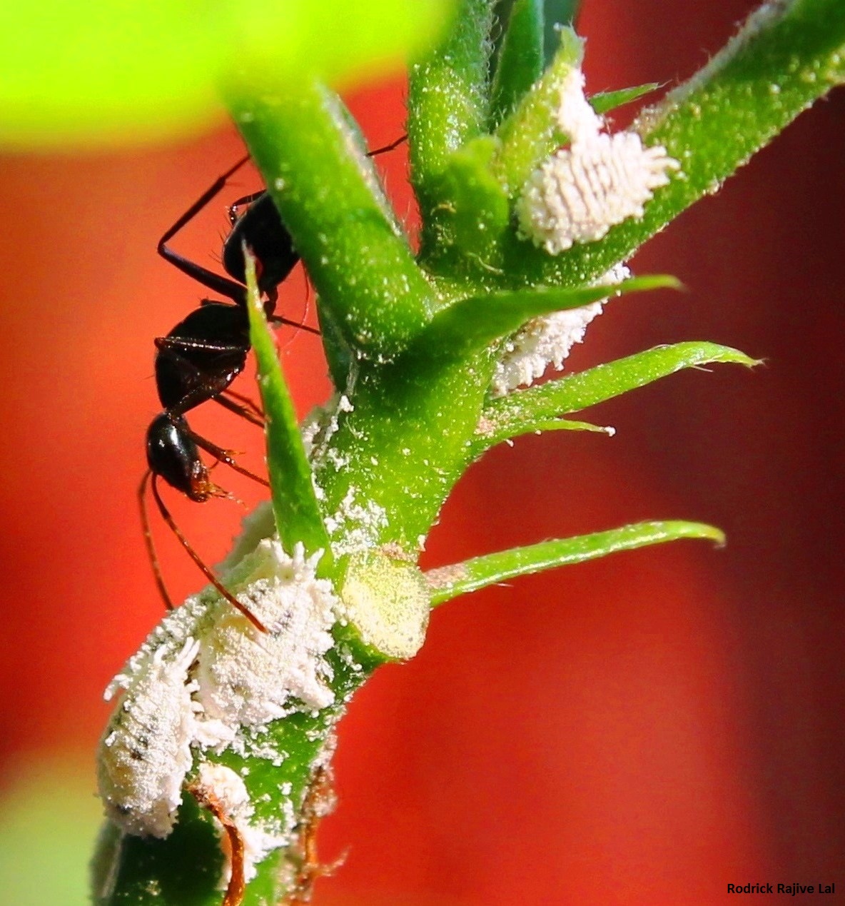 Aphids And Ants Symbiotic Relationship