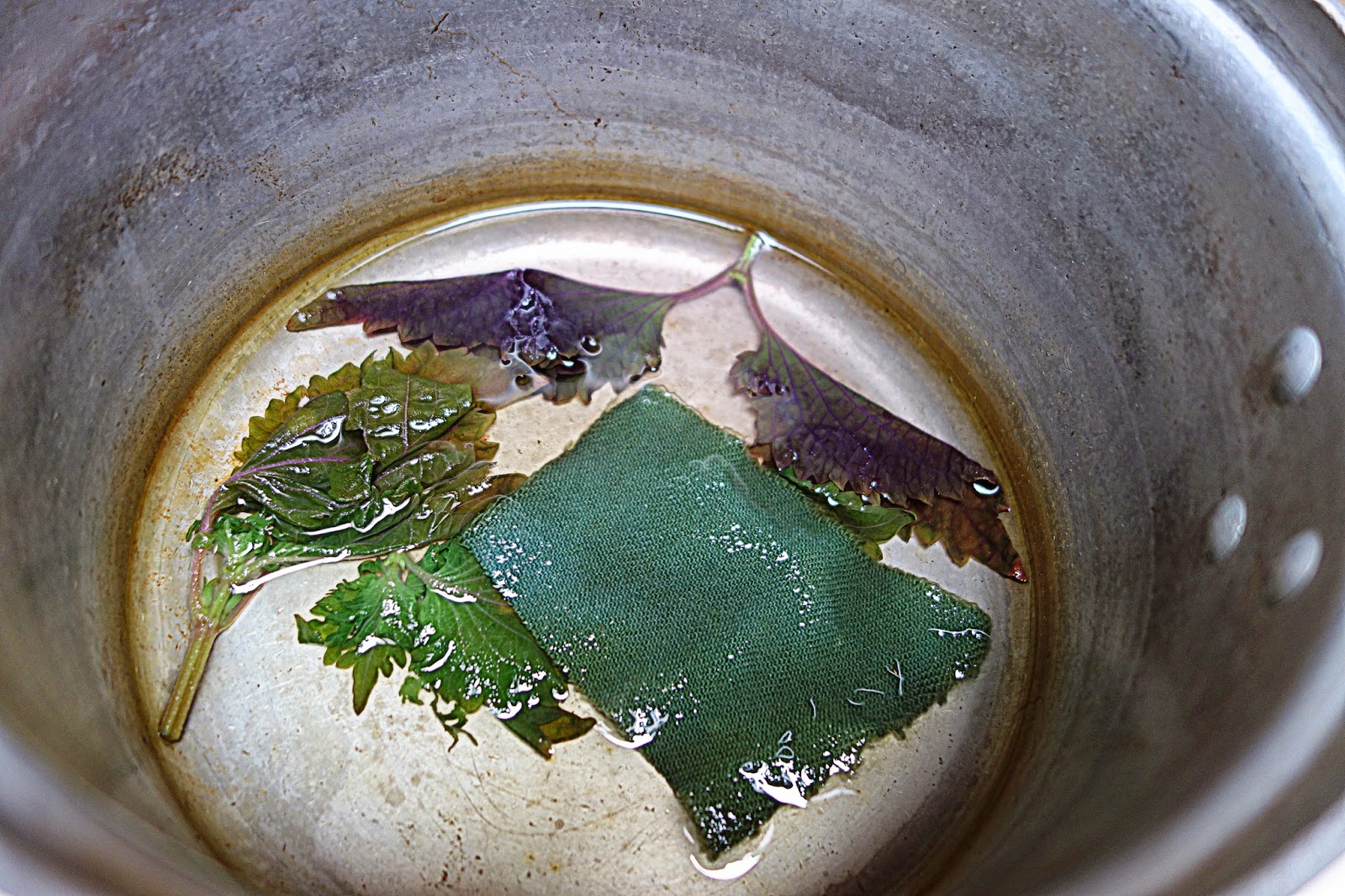 woman with wings: red shiso moonday