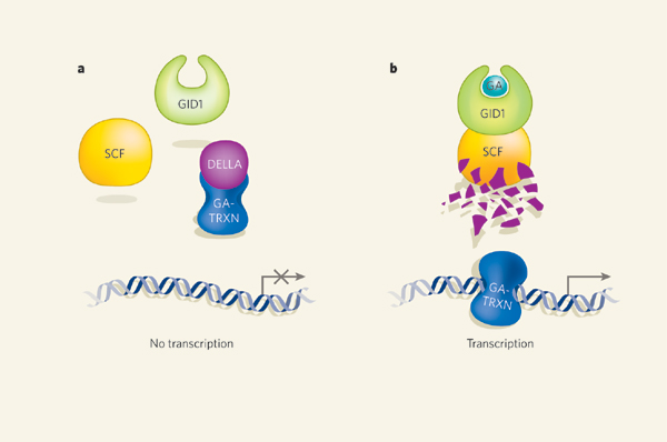 #135 Gene control in eukaryotes | Biology Notes for A level